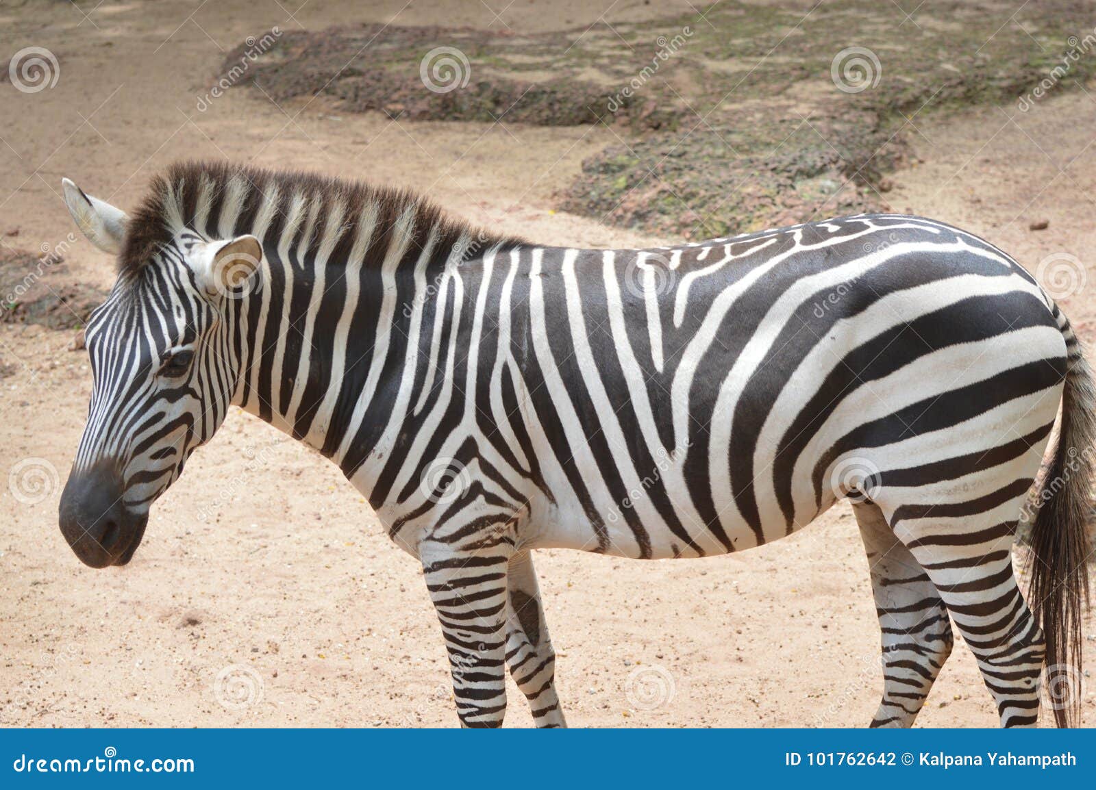 Zebra stock photo. Image of wild, nature, mammals, forest - 101762642