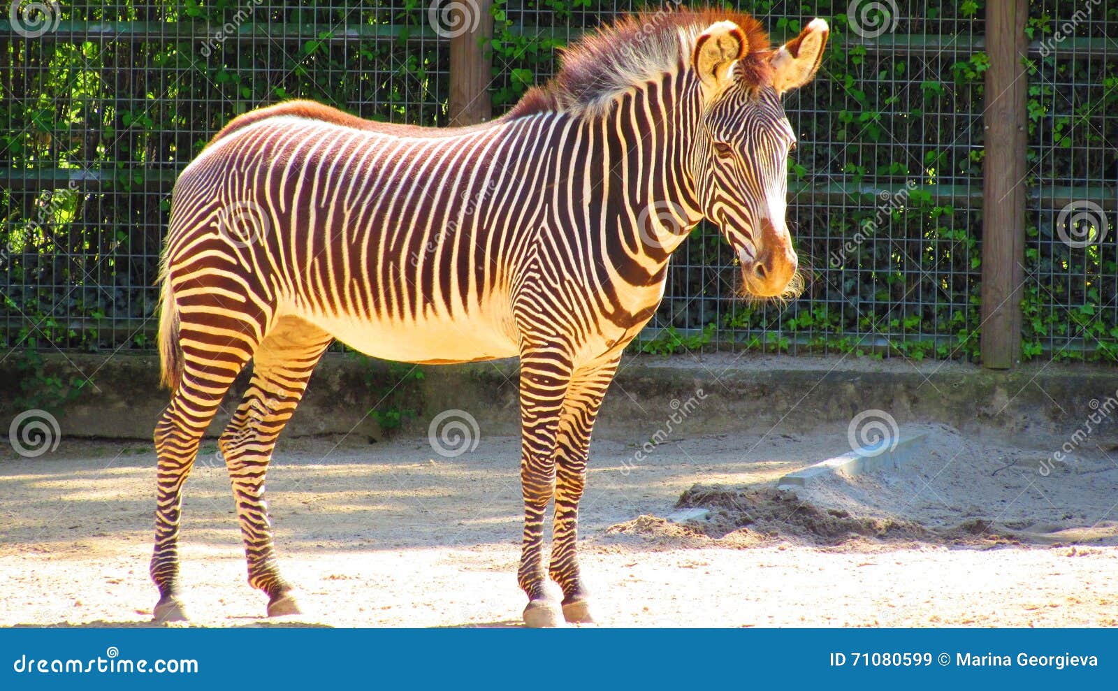 Zebra stock image. Image of germany, zebra, mammals, nature - 71080599