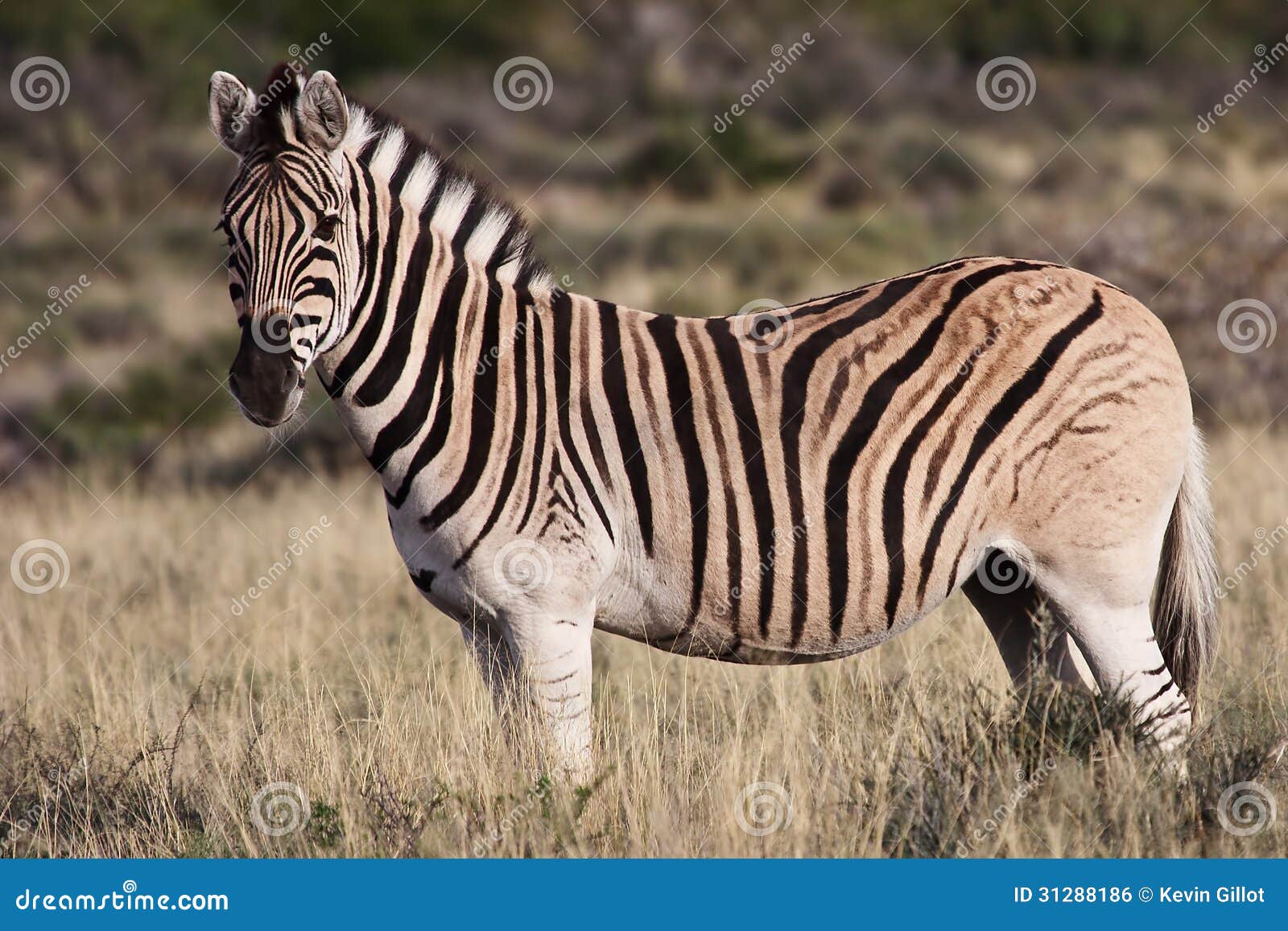 Zebra at Karoo National Park Stock Photo - Image of bush, grass: 31288186