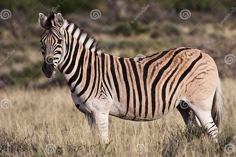 Zebra at Karoo National Park Stock Photo - Image of bush, grass: 31288186