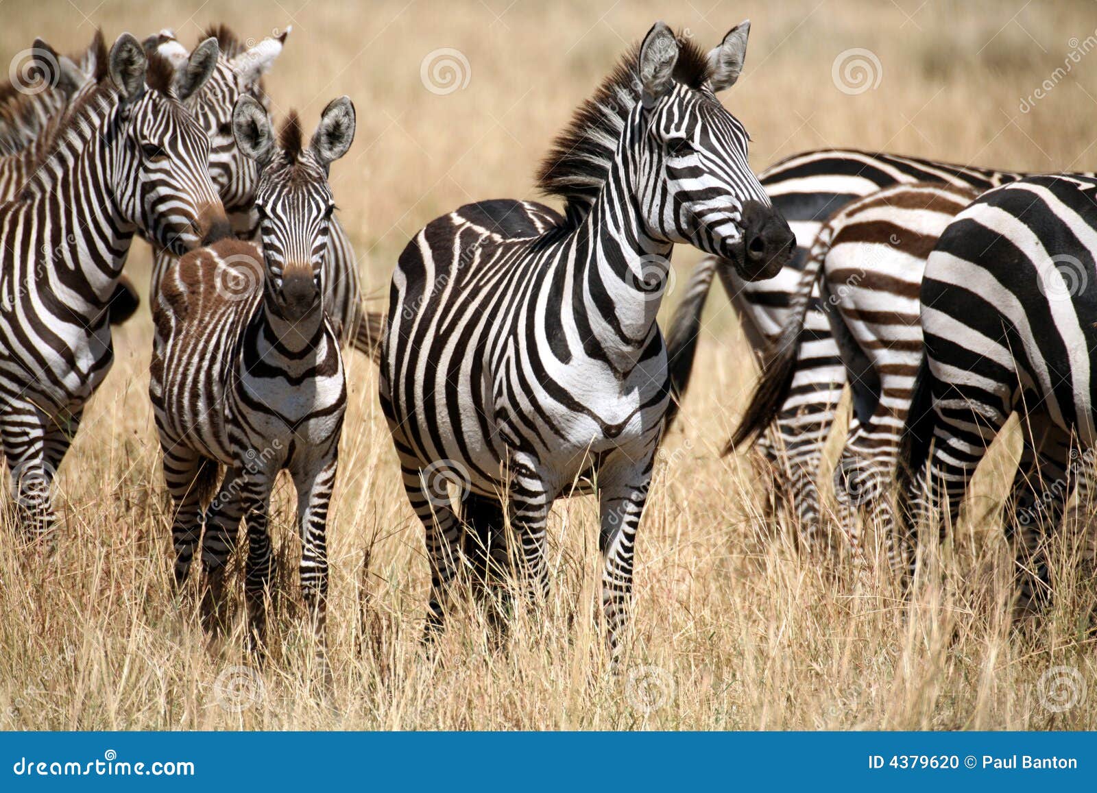 Zebra (Kenya) Stock Photography | CartoonDealer.com #4380146