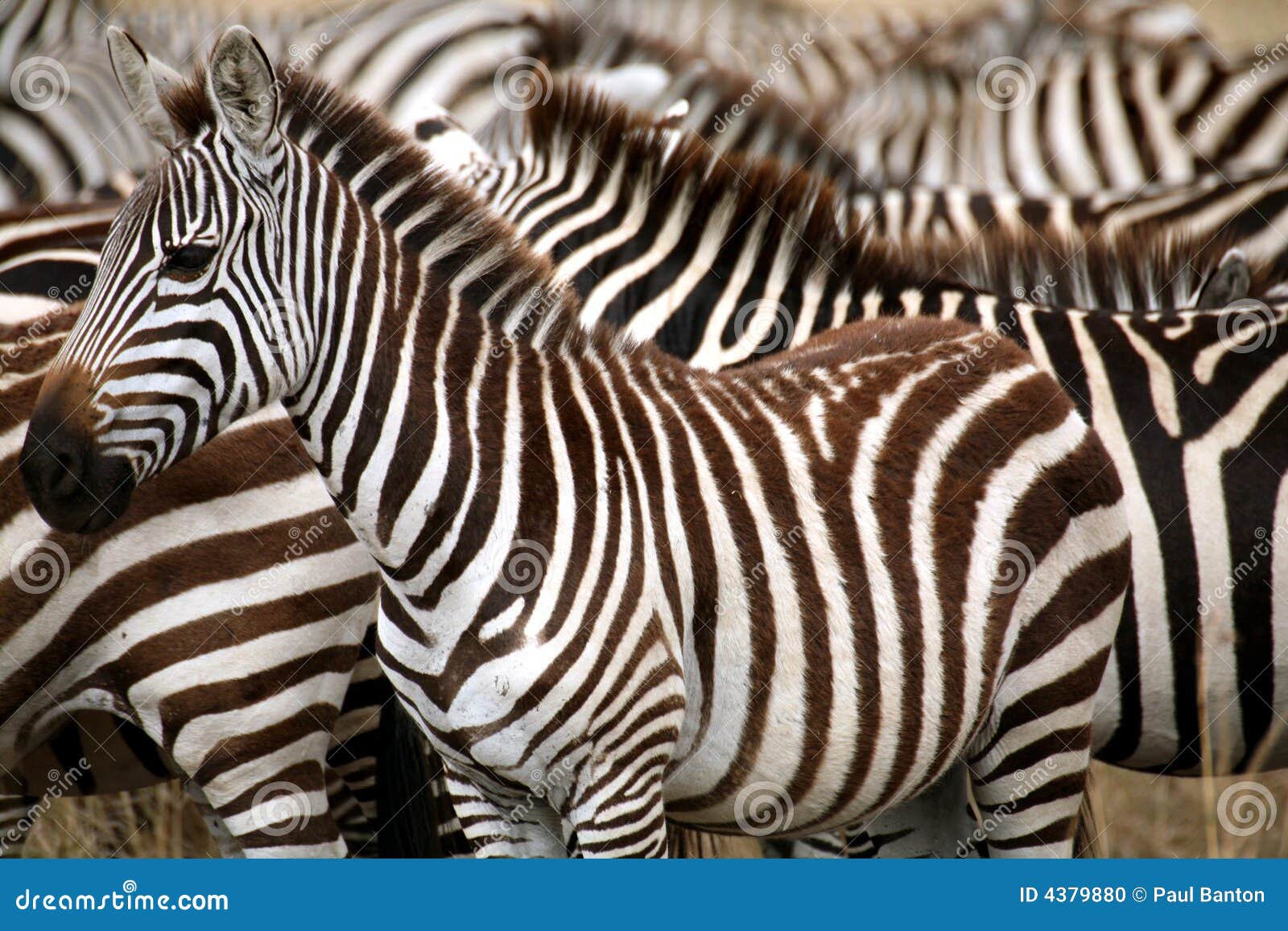 Zebra (Kenya) Picture. Image: 4379880