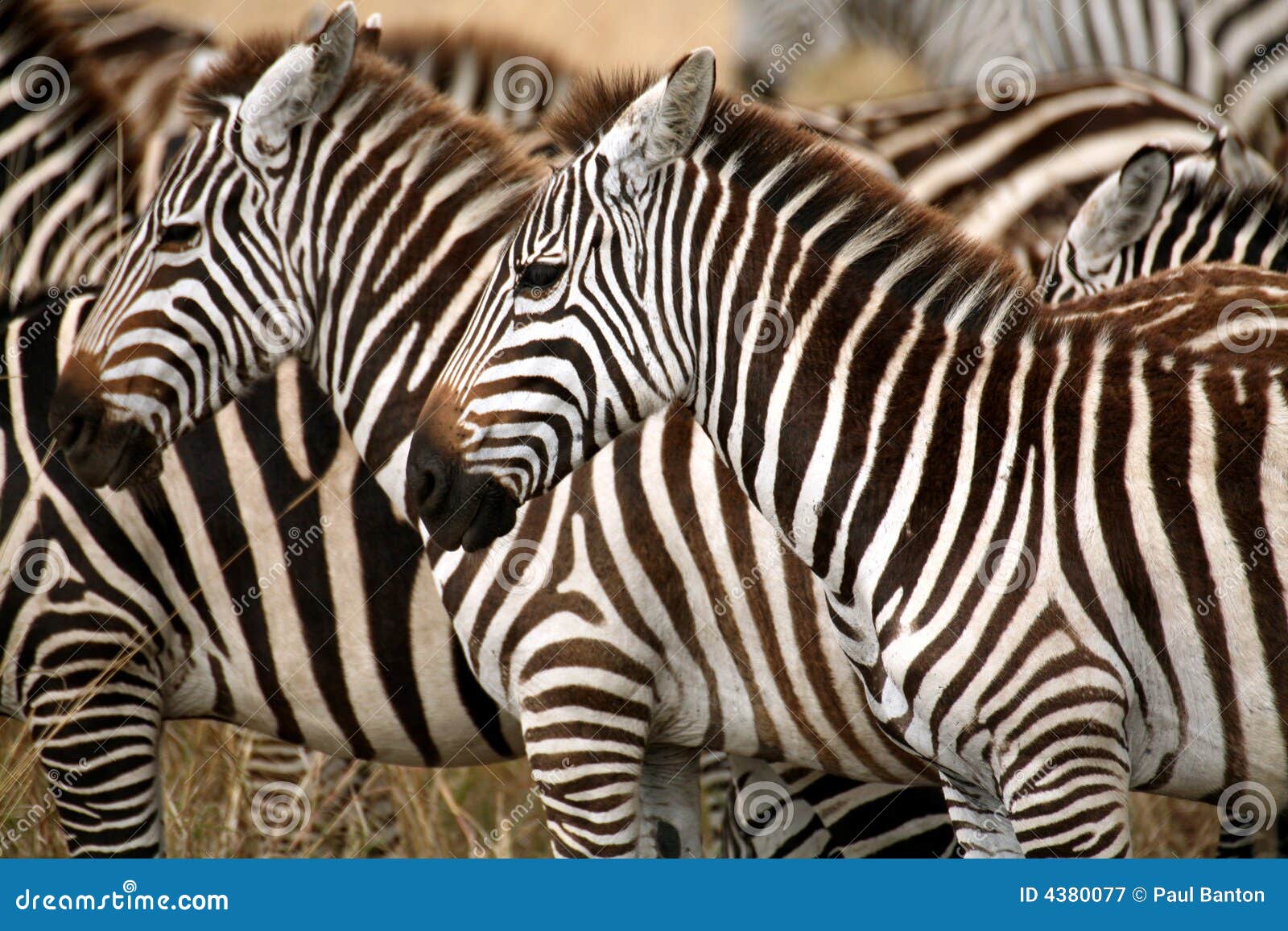Zebra (Kenya) stock image. Image of herbivore, head, animals - 4380077