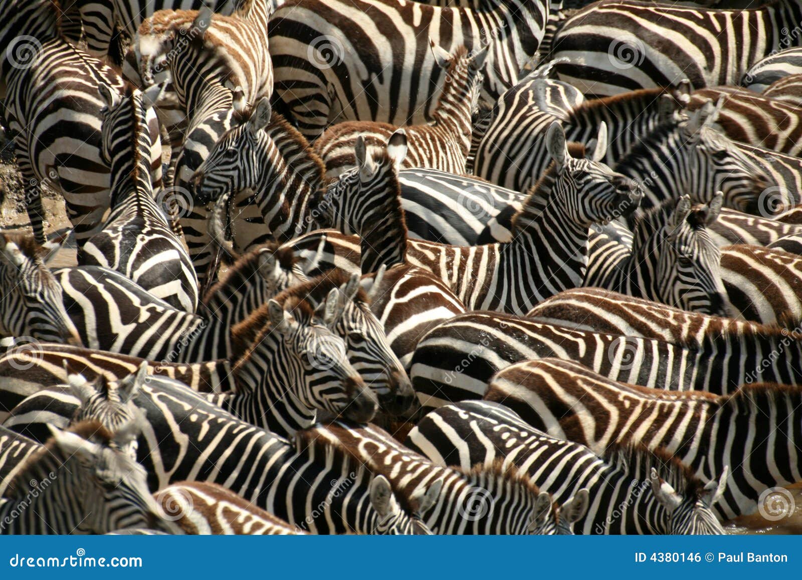 Zebra (Kenya) stock photo. Image of conservation, head - 4380146