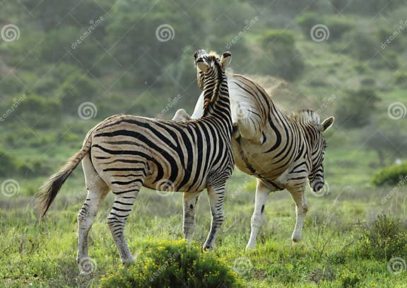 Zebra Kick in the face stock photo. Image of action, wildlife - 13803264