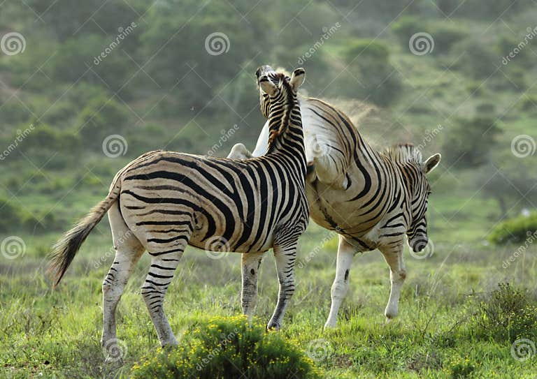 Zebra Kick in the face stock photo. Image of action, wildlife - 13803264