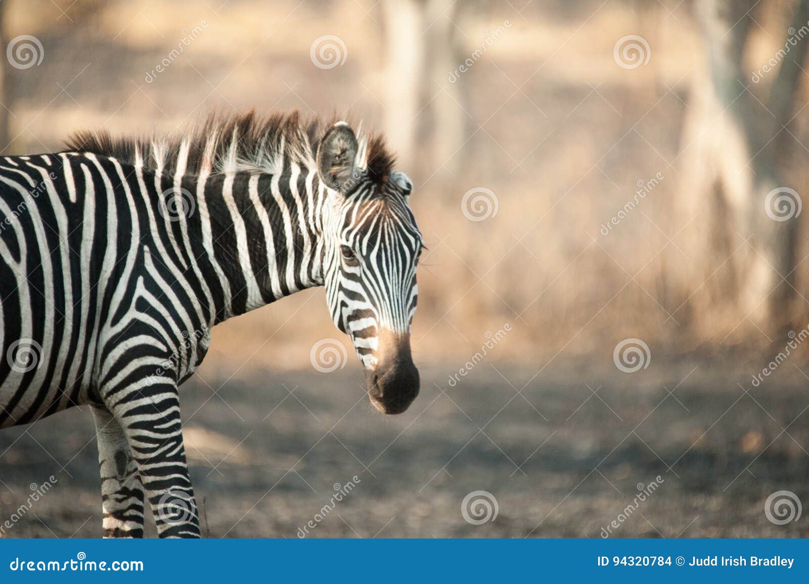 Zebra, Lake Mburo, Uganda stock photo. Image of park - 94320784