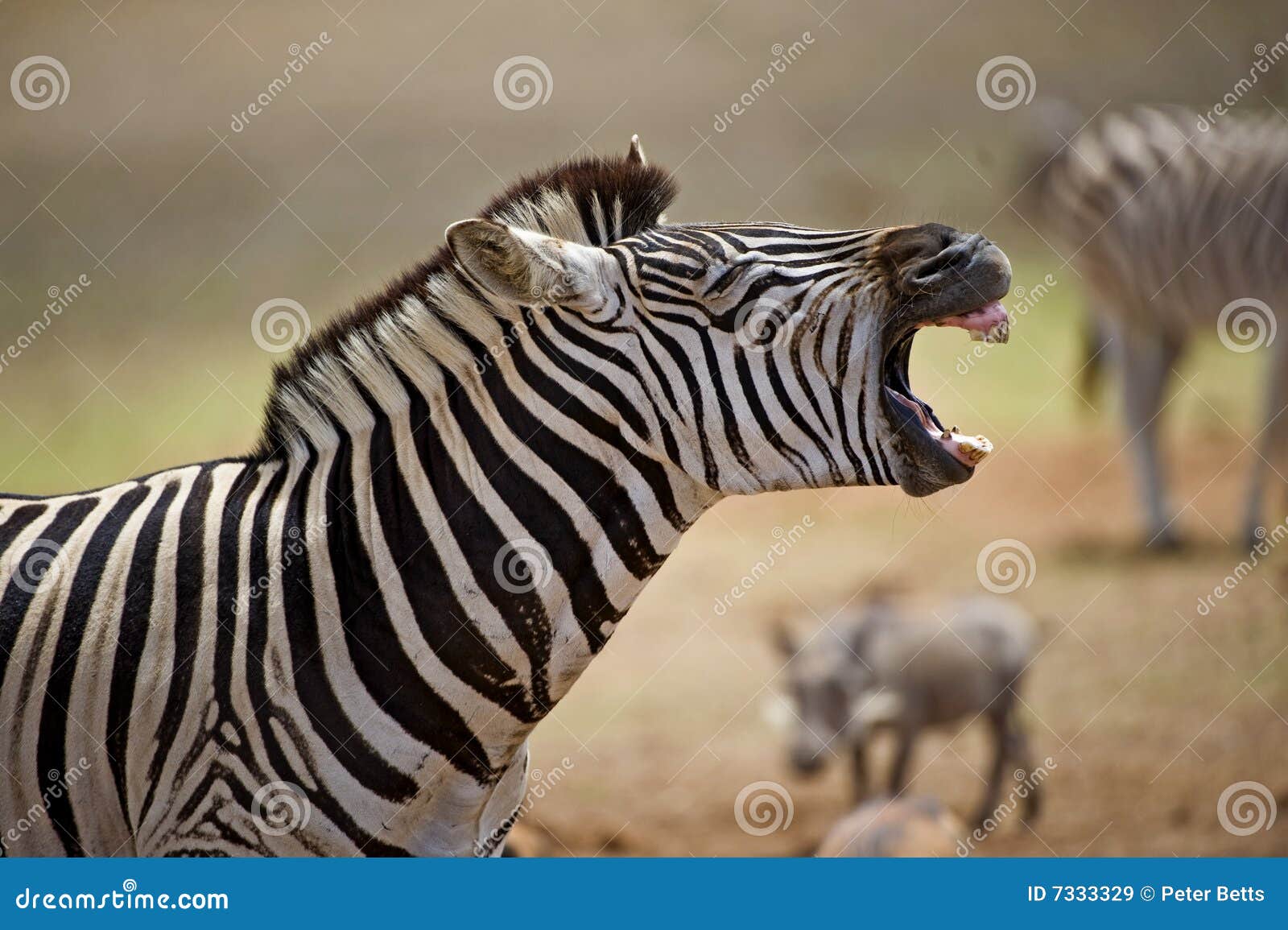 Zebra Laugh stock image. Image of teeth, tourism, mammal - 7333329
