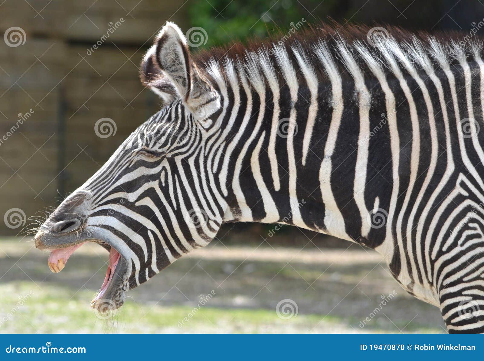 Zebra Laughing
