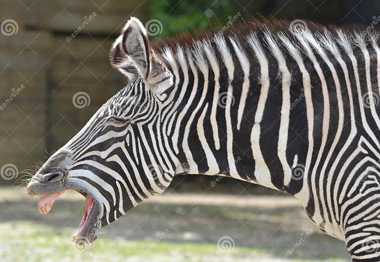 Zebra laughing stock photo. Image of laughing, brays - 19470870