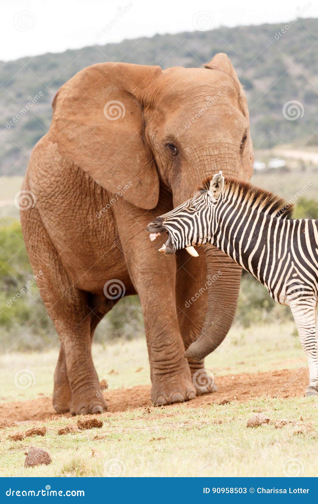 Laughing Elephant Stock Photos - Royalty Free Stock Images