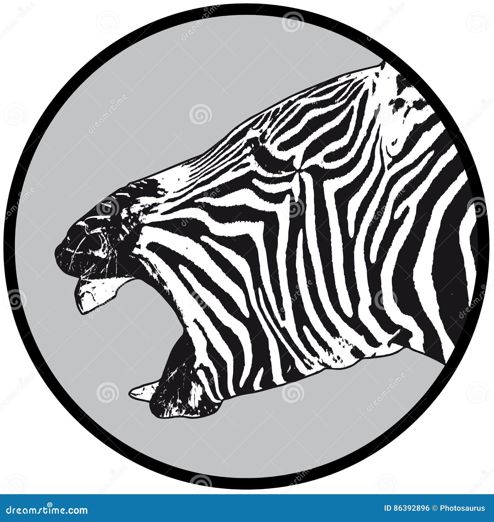 Zebra laughing stock vector. Illustration of losless - 86392896
