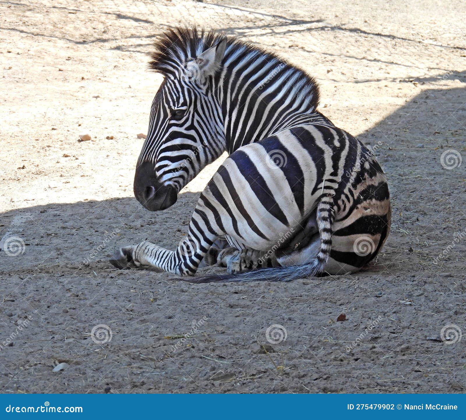 Zebra Laying Down in Zoo Enclosure in FingerLakes Stock Photo - Image ...