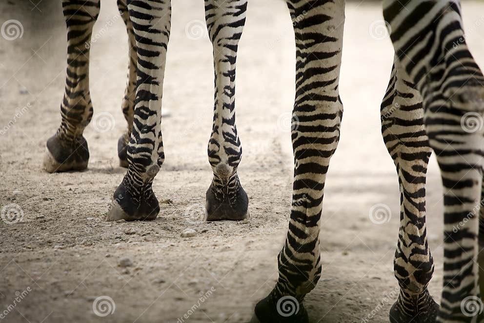 Zebra legs stock photo. Image of wild, lots, looking - 11233776