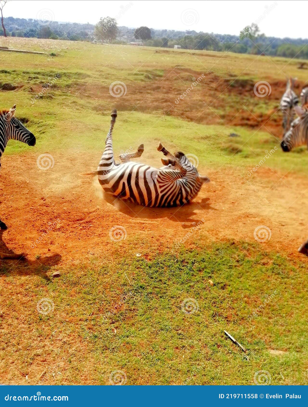 Zebra legs up stock photo. Image of savanna, plant, zebra - 219711558