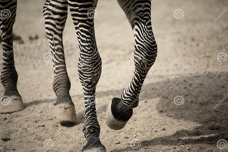 Zebra legs walking stock photo. Image of animal, feet - 11233774