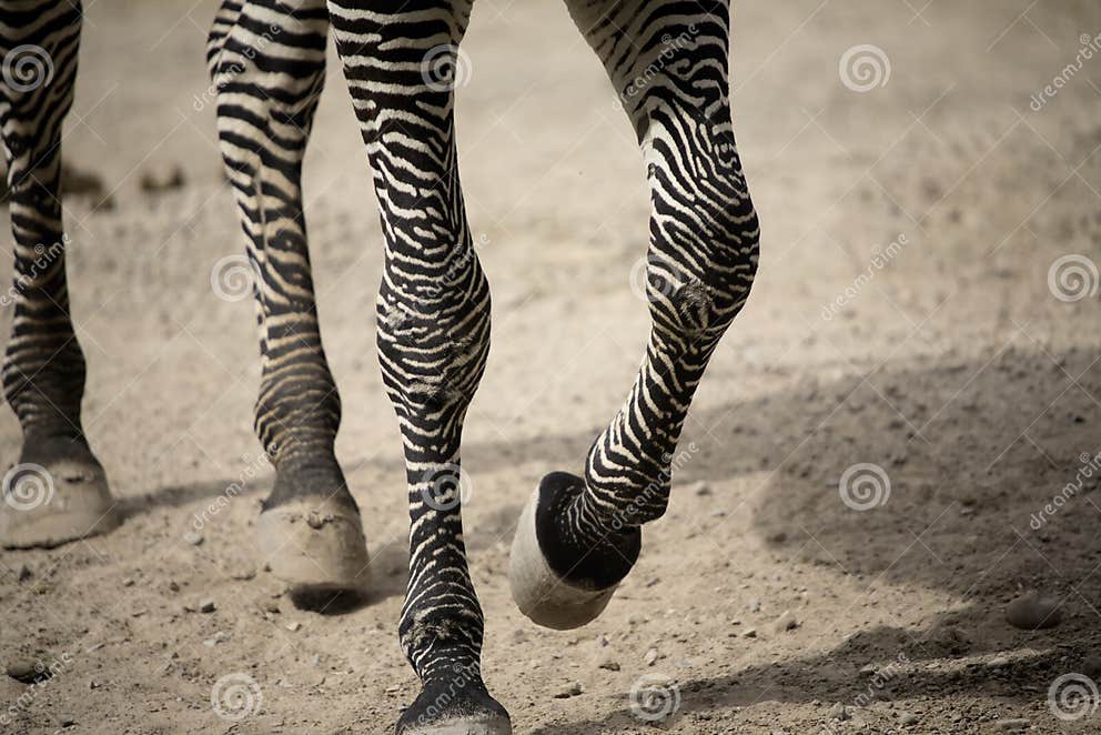 Zebra legs walking stock photo. Image of animal, feet - 11233774