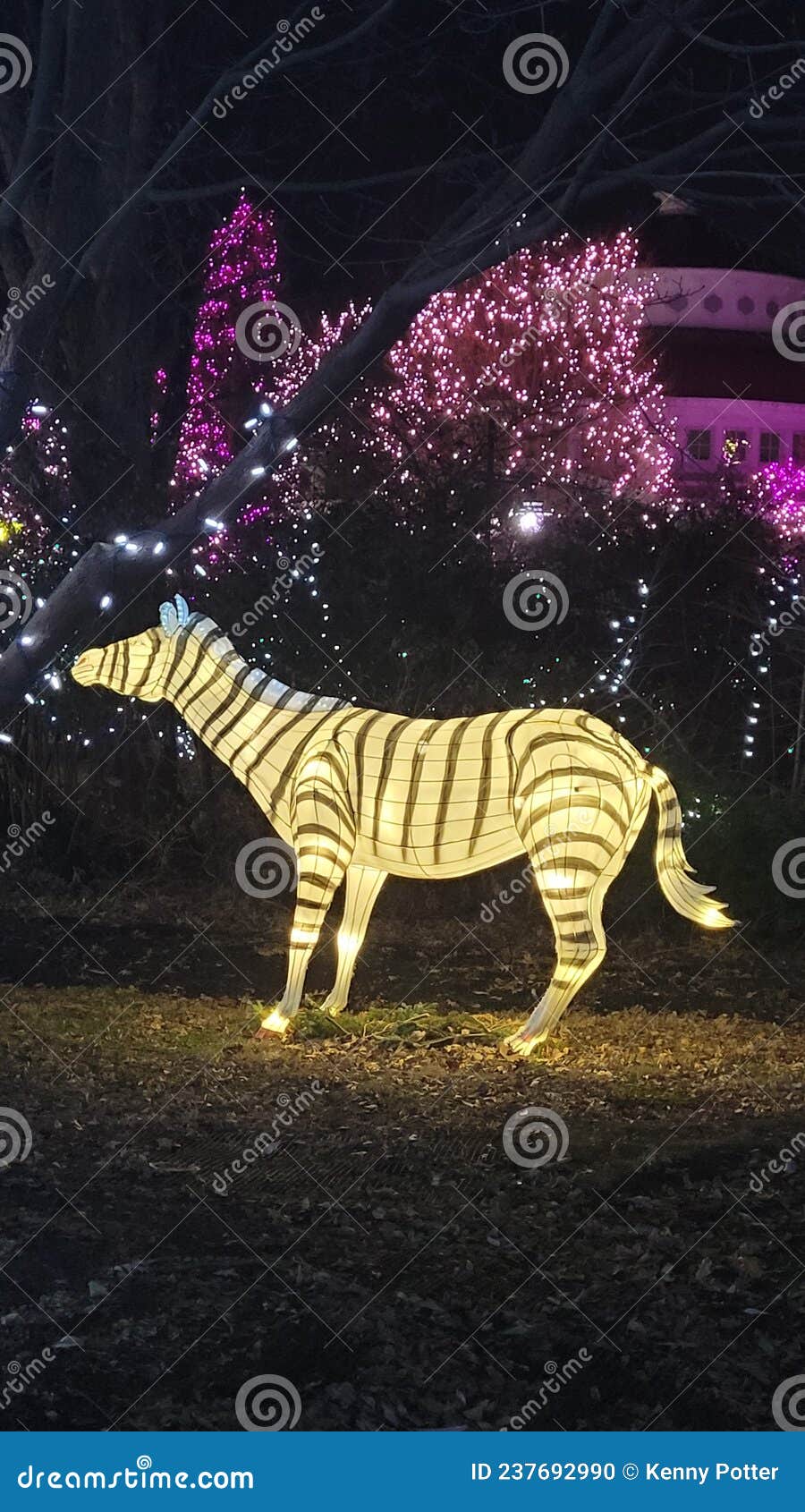 Zebra Lights at the Zoo at Night Stock Photo - Image of lights, poster ...