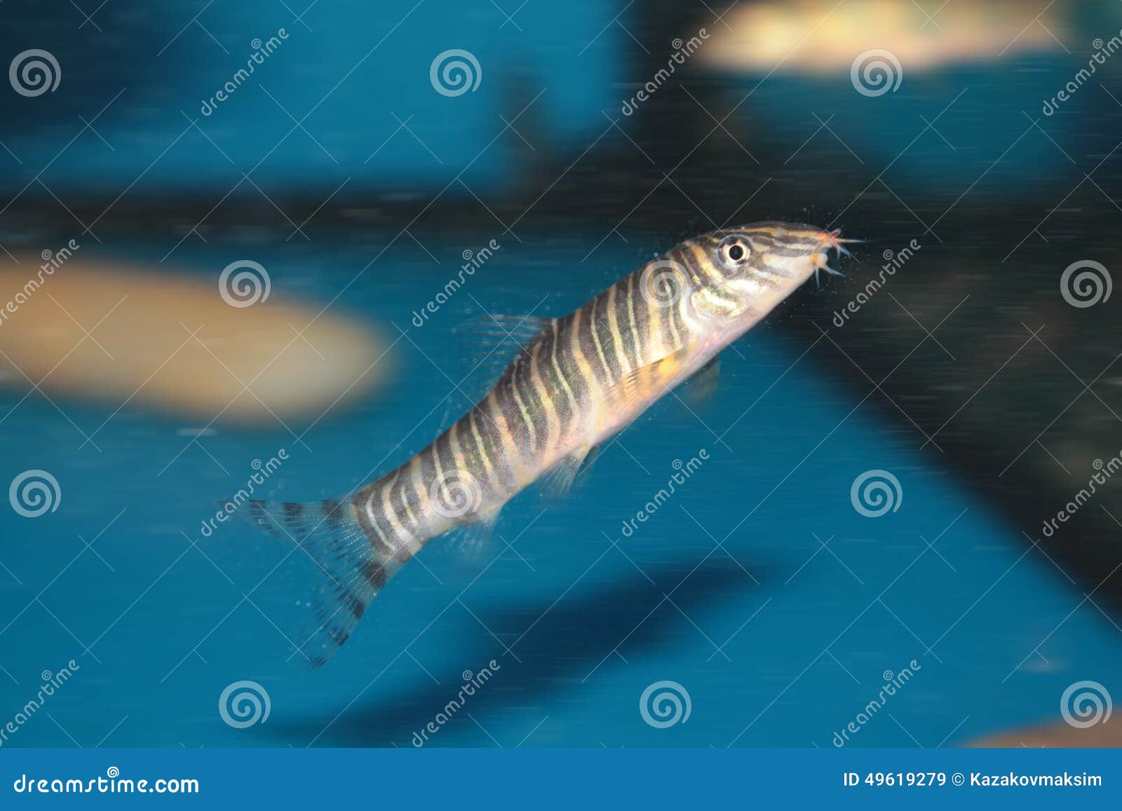 Zebra Loach (Botia Striata) Aquarium Fish Stock Image - Image of zebra ...