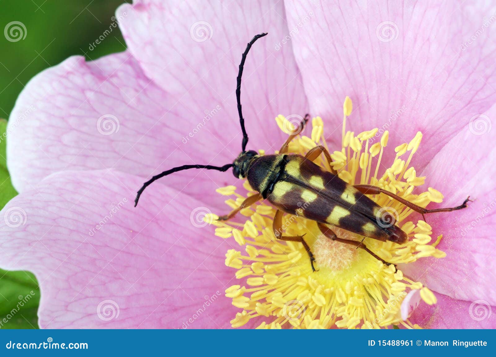 Zebra Long Wing Stock Image | CartoonDealer.com #3070945
