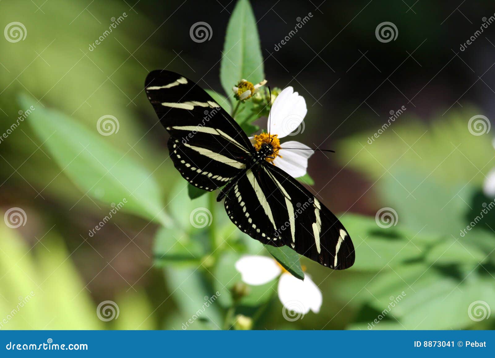 Zebra Long Winged Butterfly Stock Image - Image of black, close: 8873041