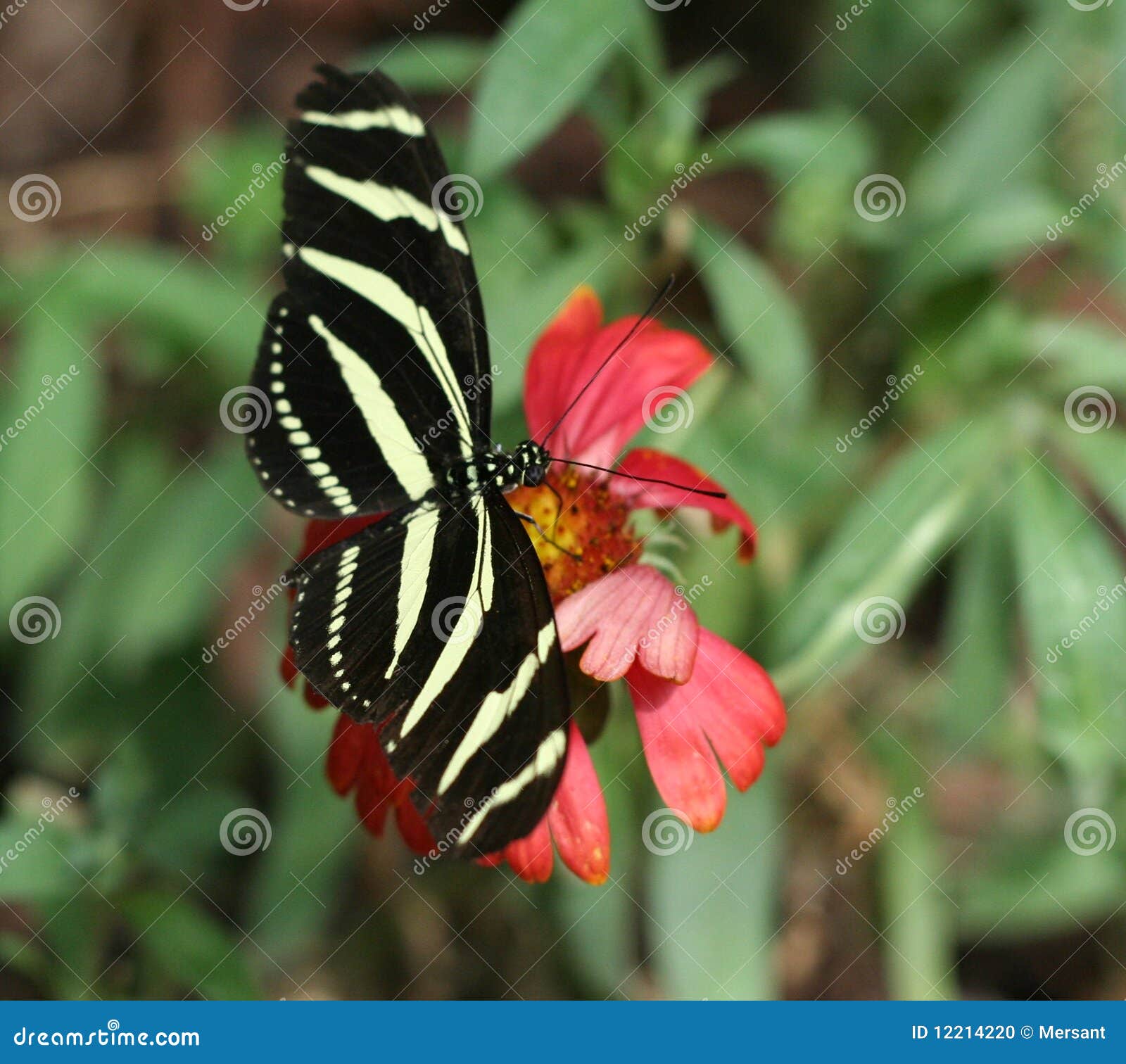 Zebra Longwing stock photo. Image of north, nature, zebra - 12214220