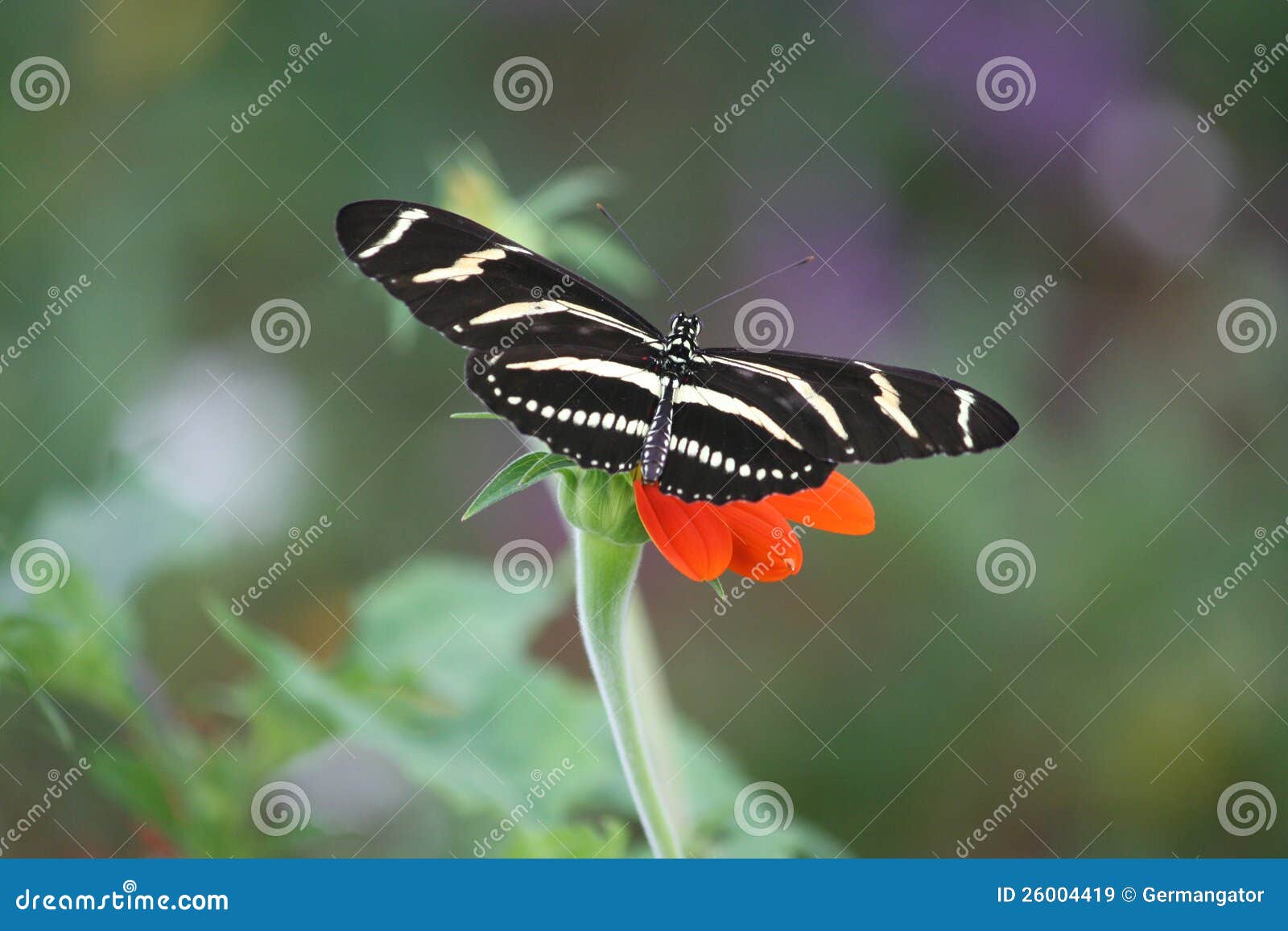 Zebra Longwing stock image. Image of nectar, butterfly - 26004419