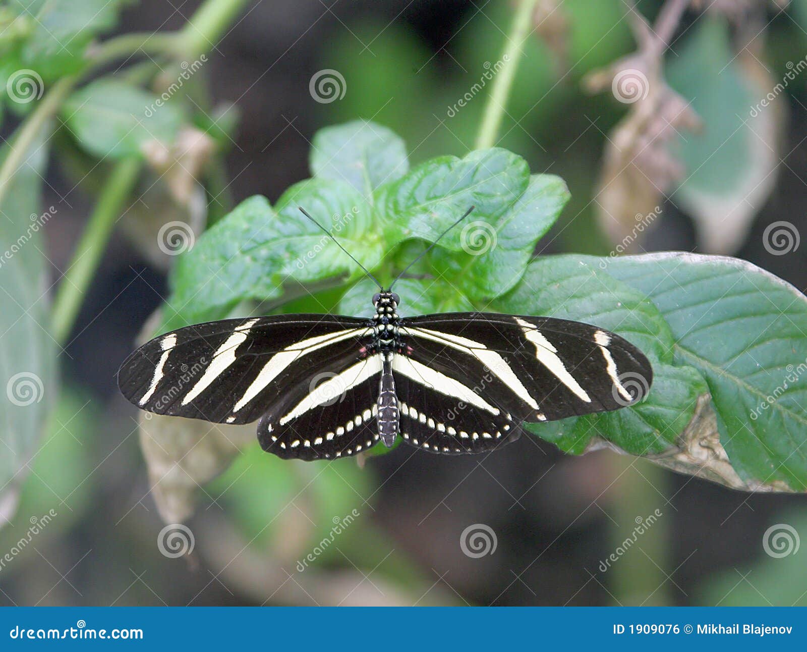 Zebra Longwing Butterfly 1 stock photo. Image of scale - 1909076