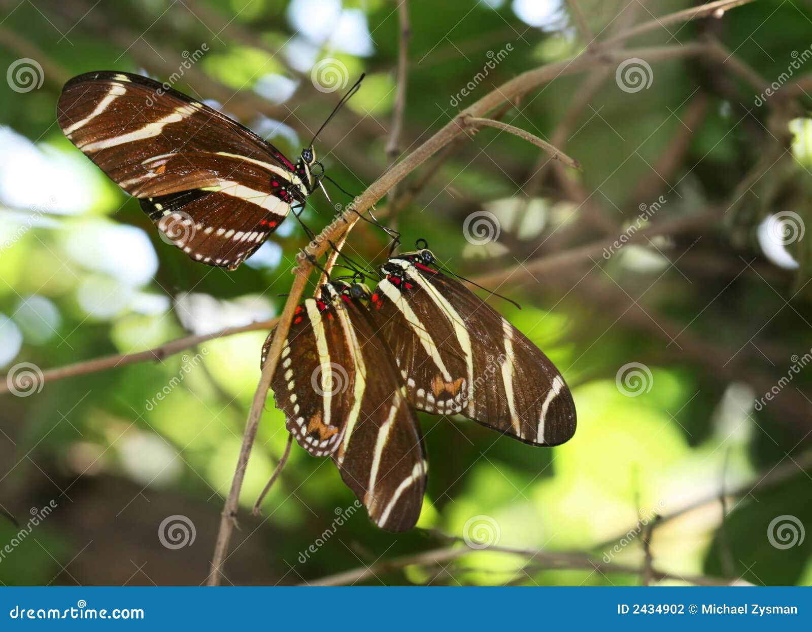 Zebra Longwing butterfly stock photo. Image of compound - 2434902