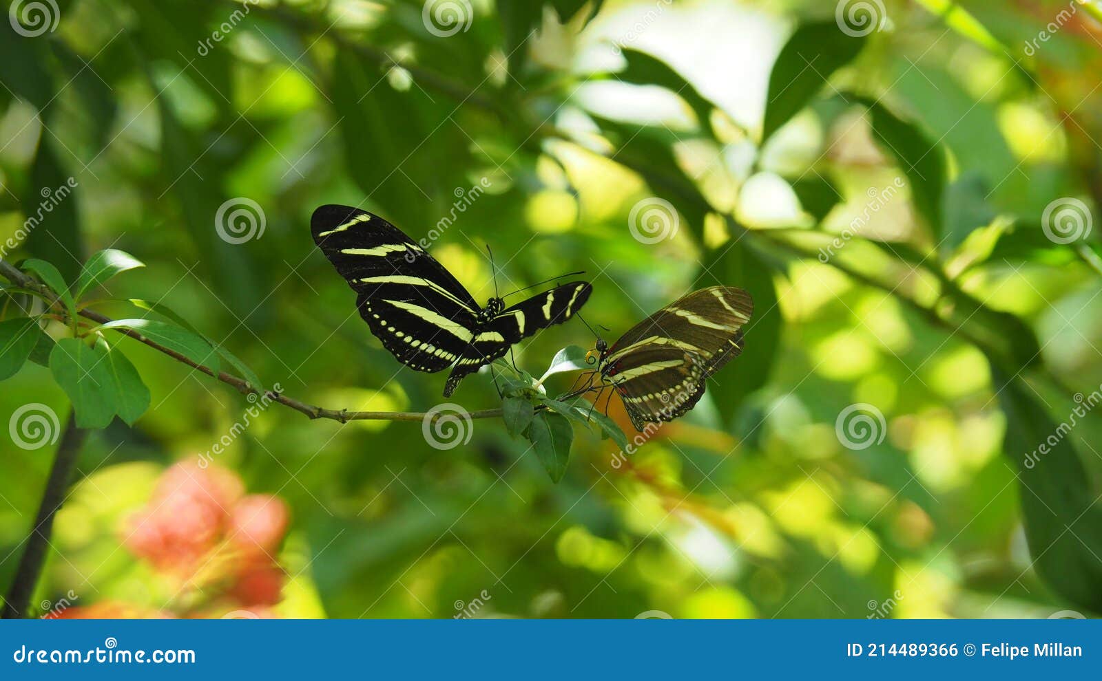 Zebra Longwing Butterfly Courtship Dance while Flying Stock Photo ...