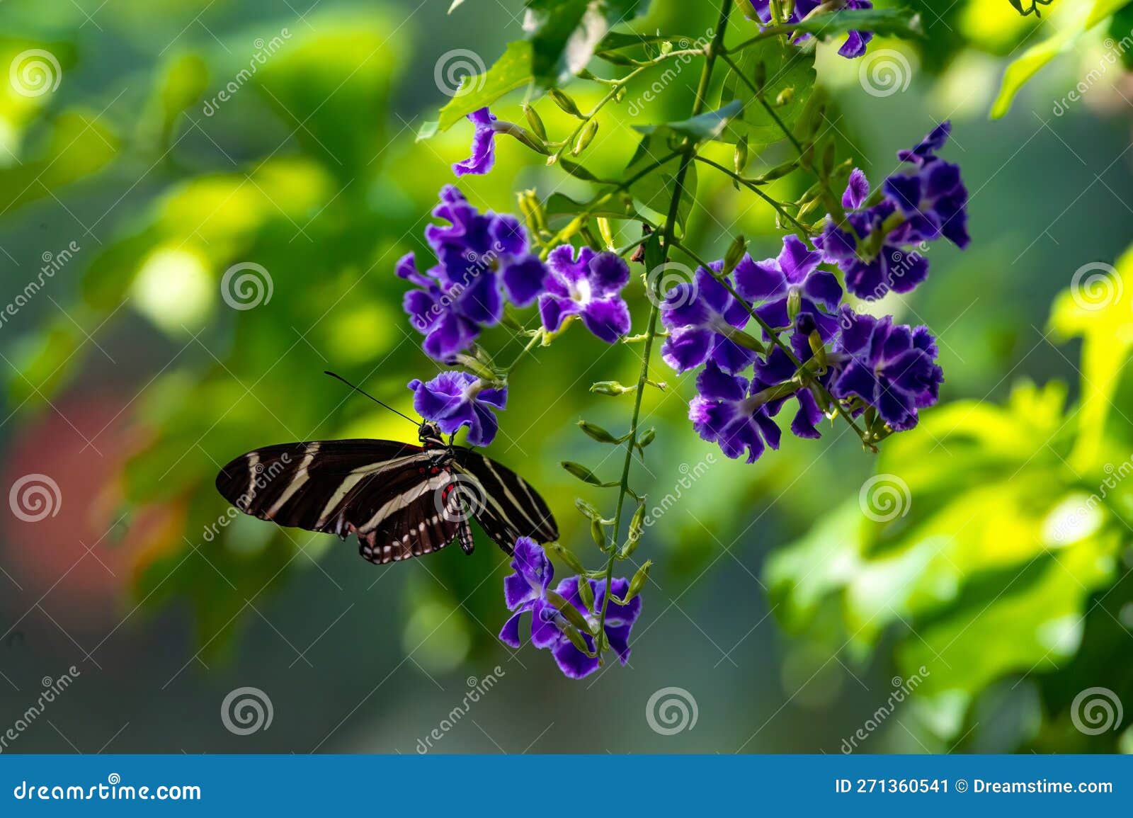 Zebra Longwing Butterfly Hovering on Top of a Cluster of Vibrant Purple ...