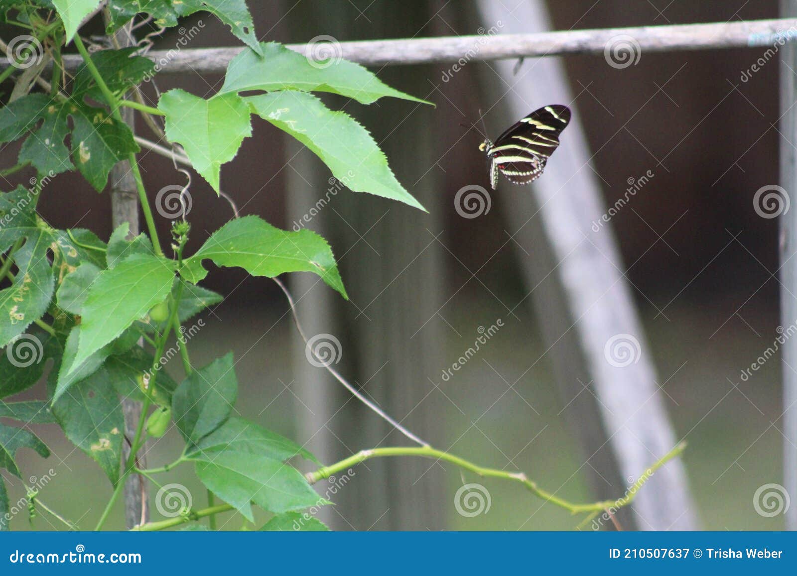 Zebra longwing butterfly stock image. Image of bird - 210507637