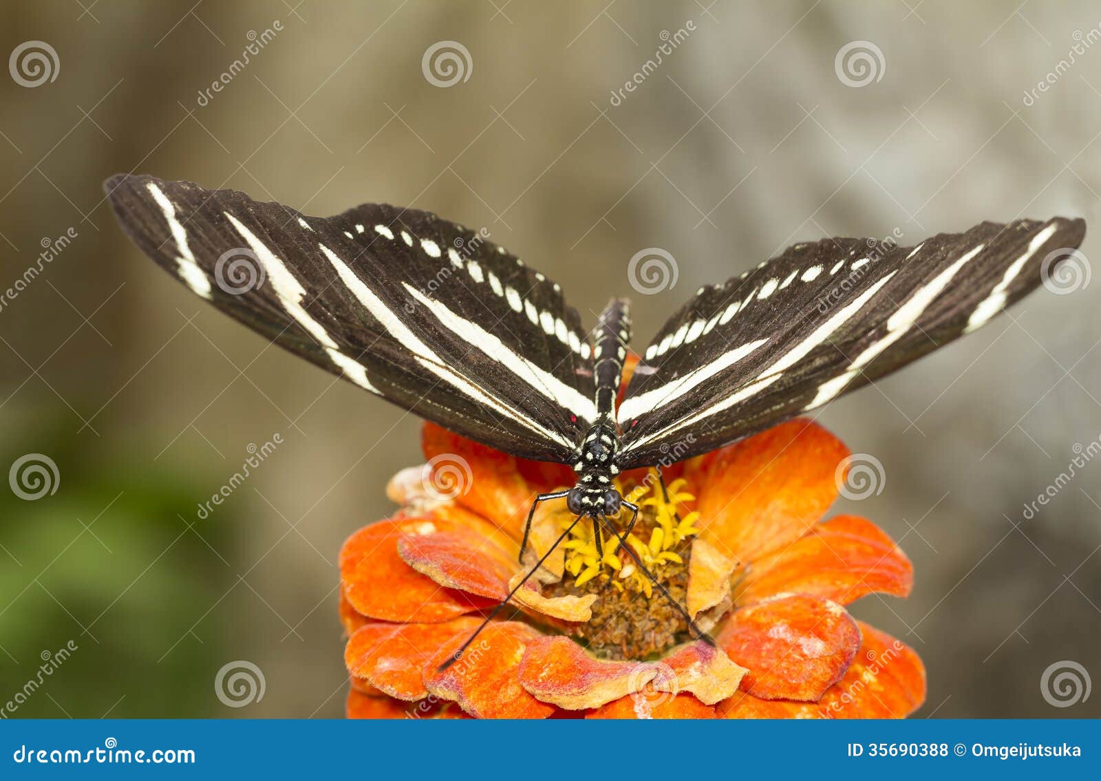 Zebra Longwing Butterfly stock photo. Image of insect - 35690388