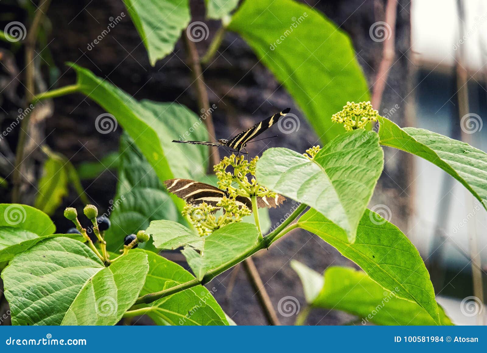 Zebra longwing butterfly stock photo. Image of spread - 100581984