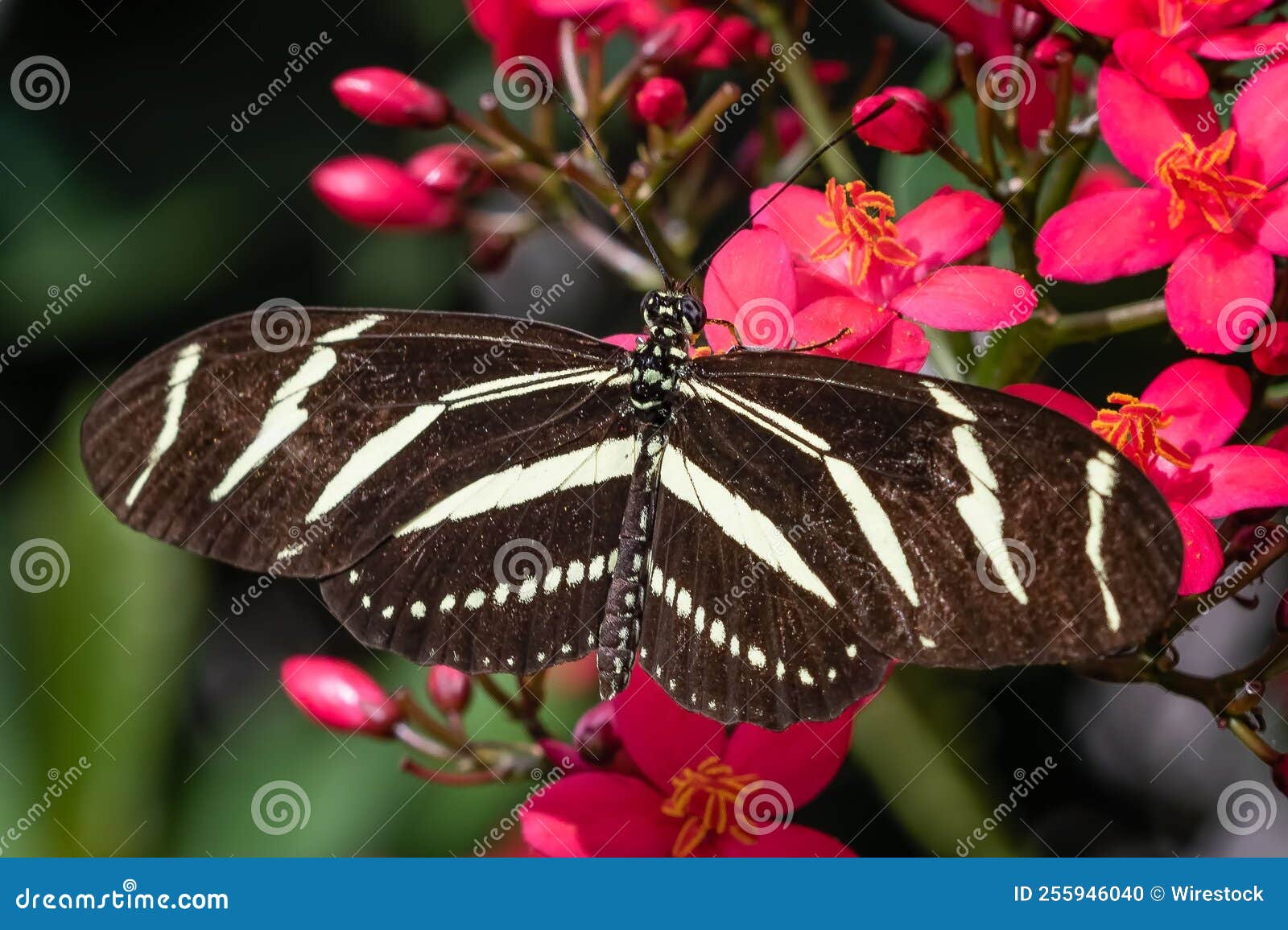 Zebra Longwing on Pink Flowers Stock Photo - Image of ecology, flower ...