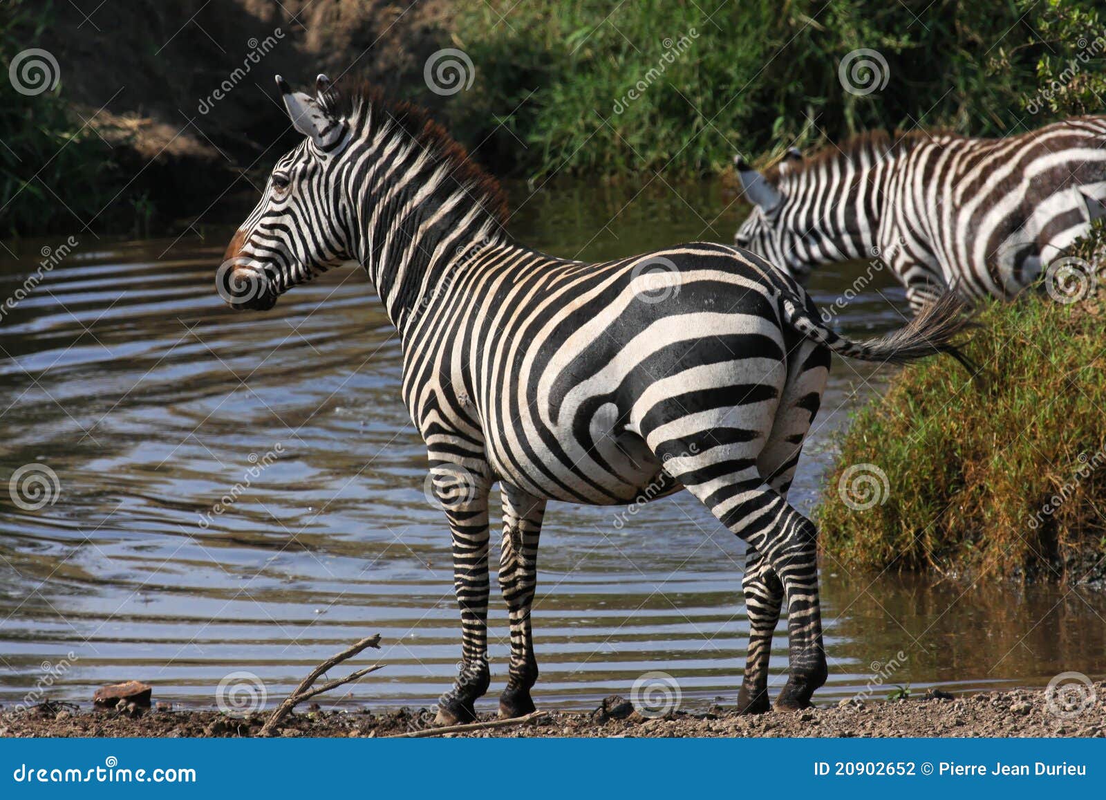 Zebra looking around stock photo. Image of herd, travel - 20902652