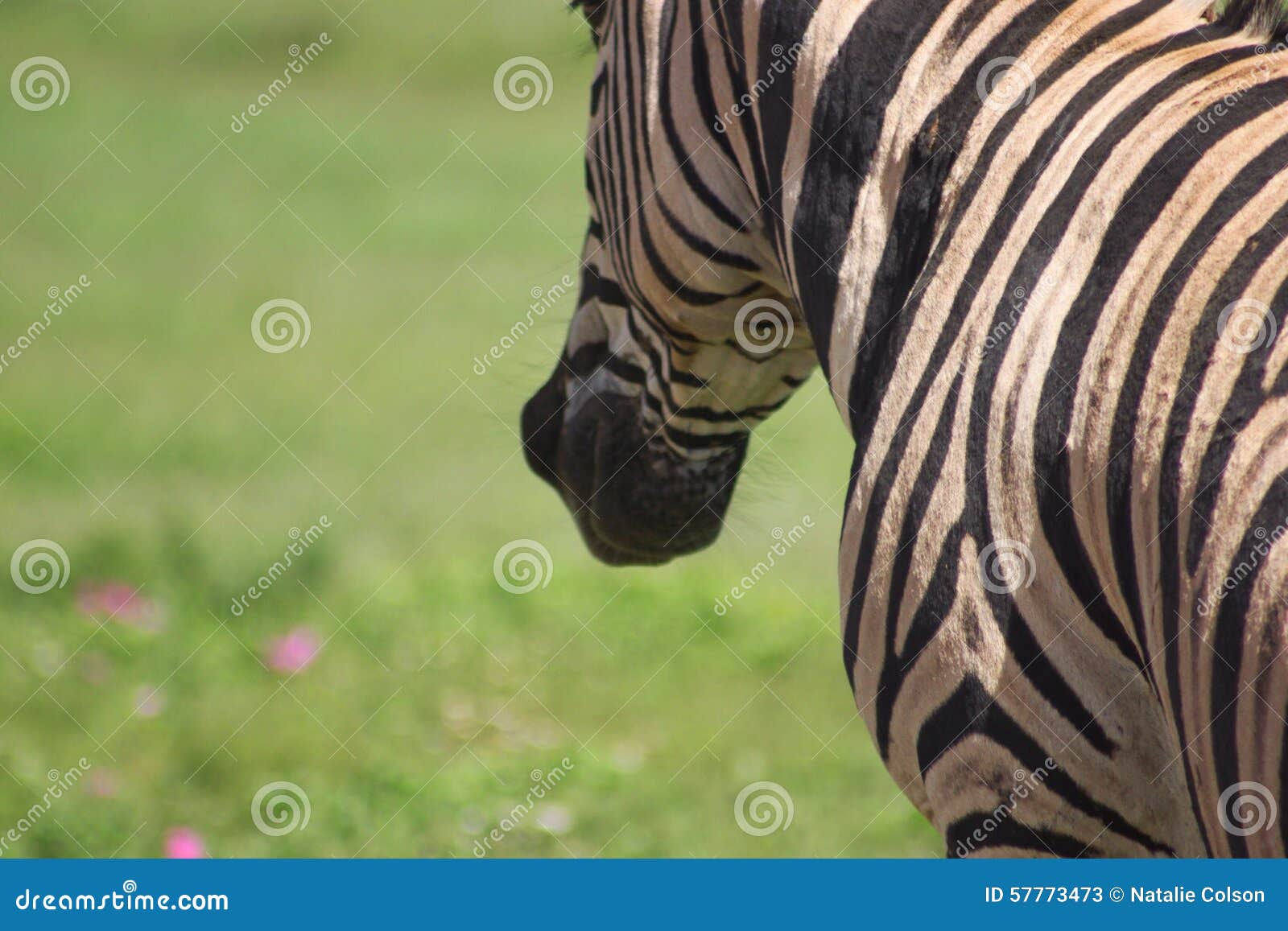 Zebra stock image. Image of alone, looking, away, zebra - 57773473