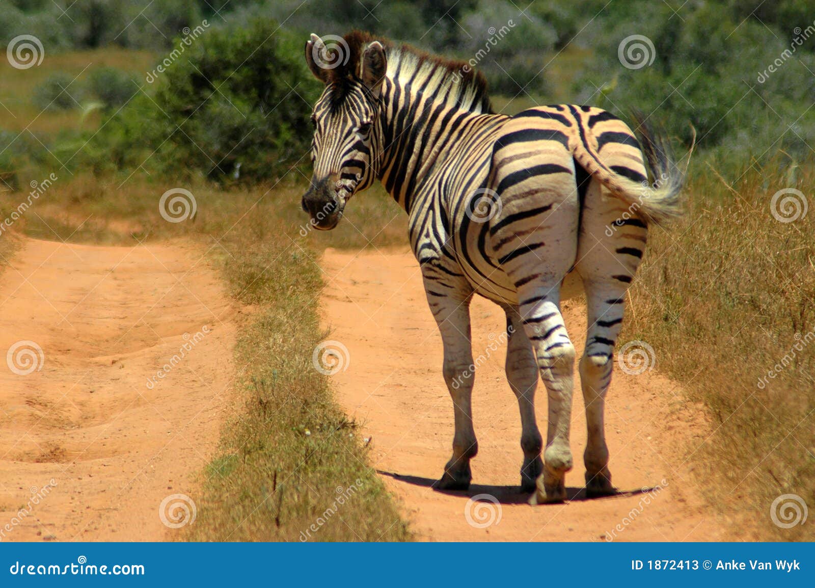 Zebra looking back stock image. Image of conservation - 1872413