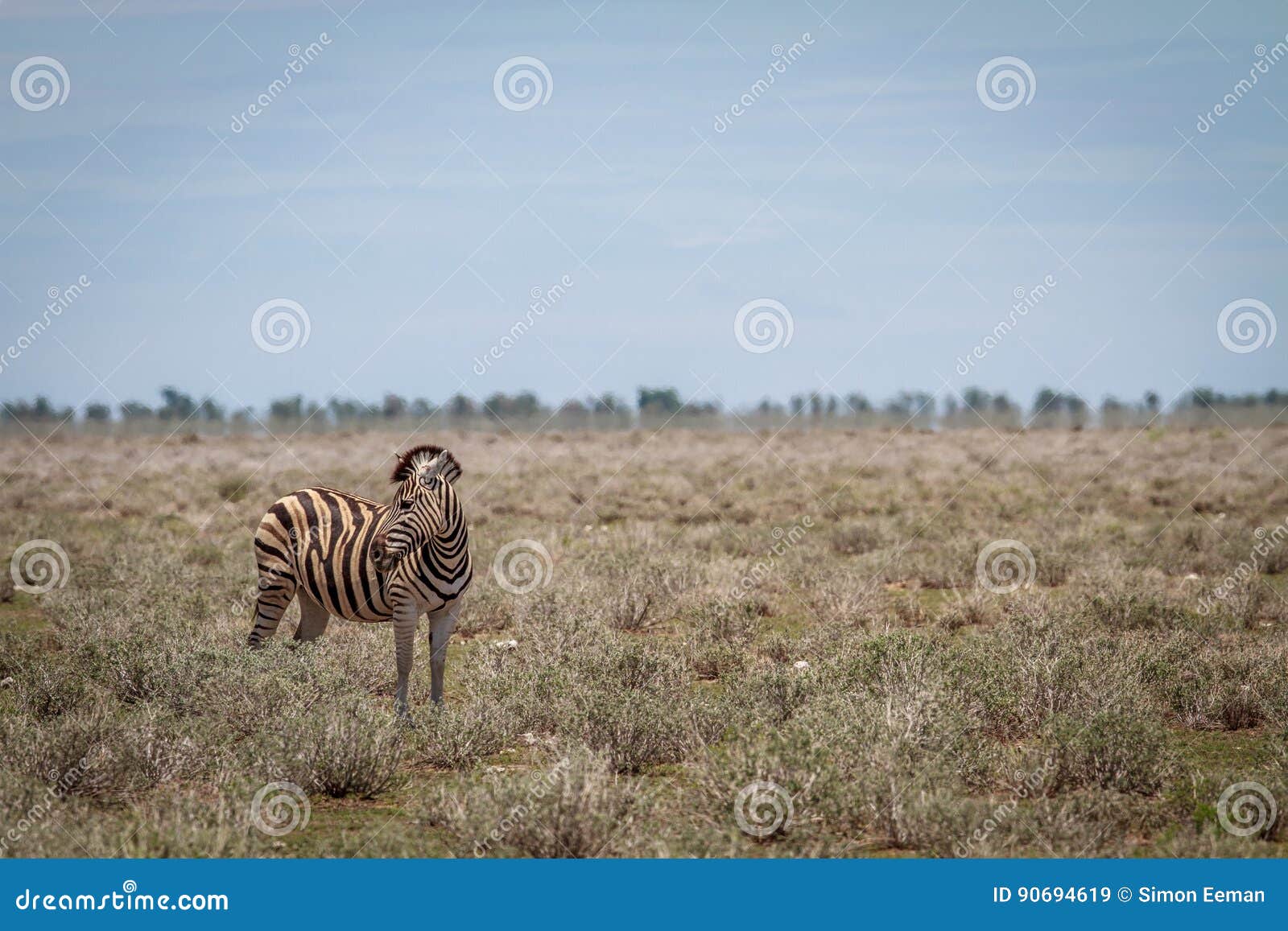 Zebra looking back. stock image. Image of mountain, mammal - 90694619