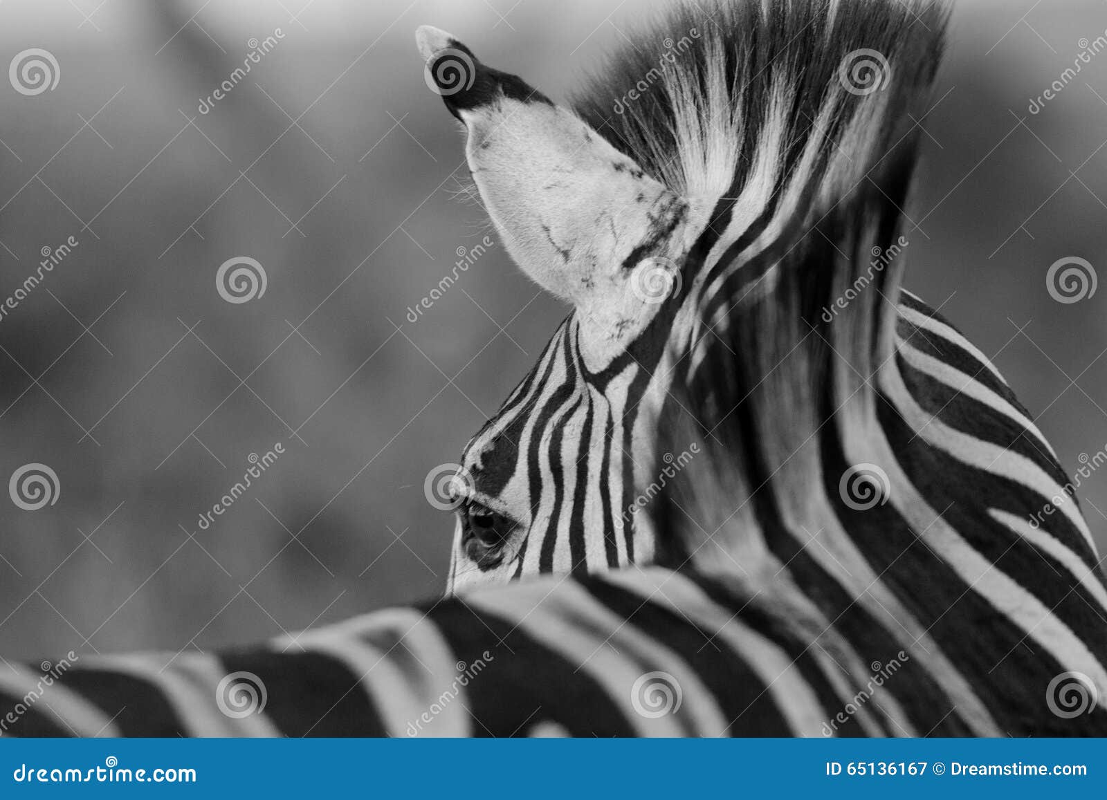 Zebra Looking Back Stock Photos - Download 118 Royalty Free Photos