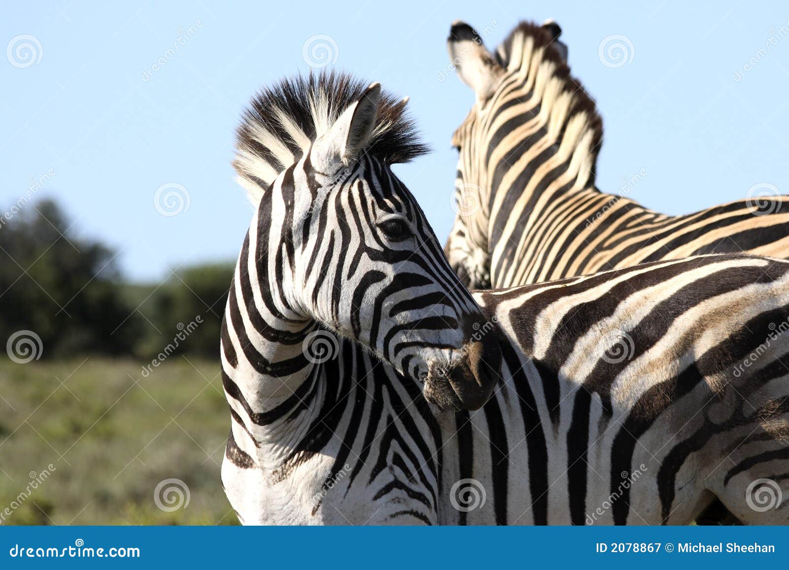 A zebra looking behind stock image. Image of zebras, stripes - 2078867