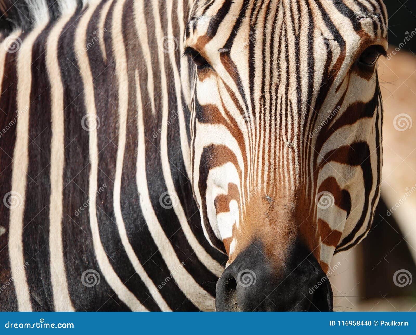Zebra. stock photo. Image of striped, serengeti, fauna - 116958440
