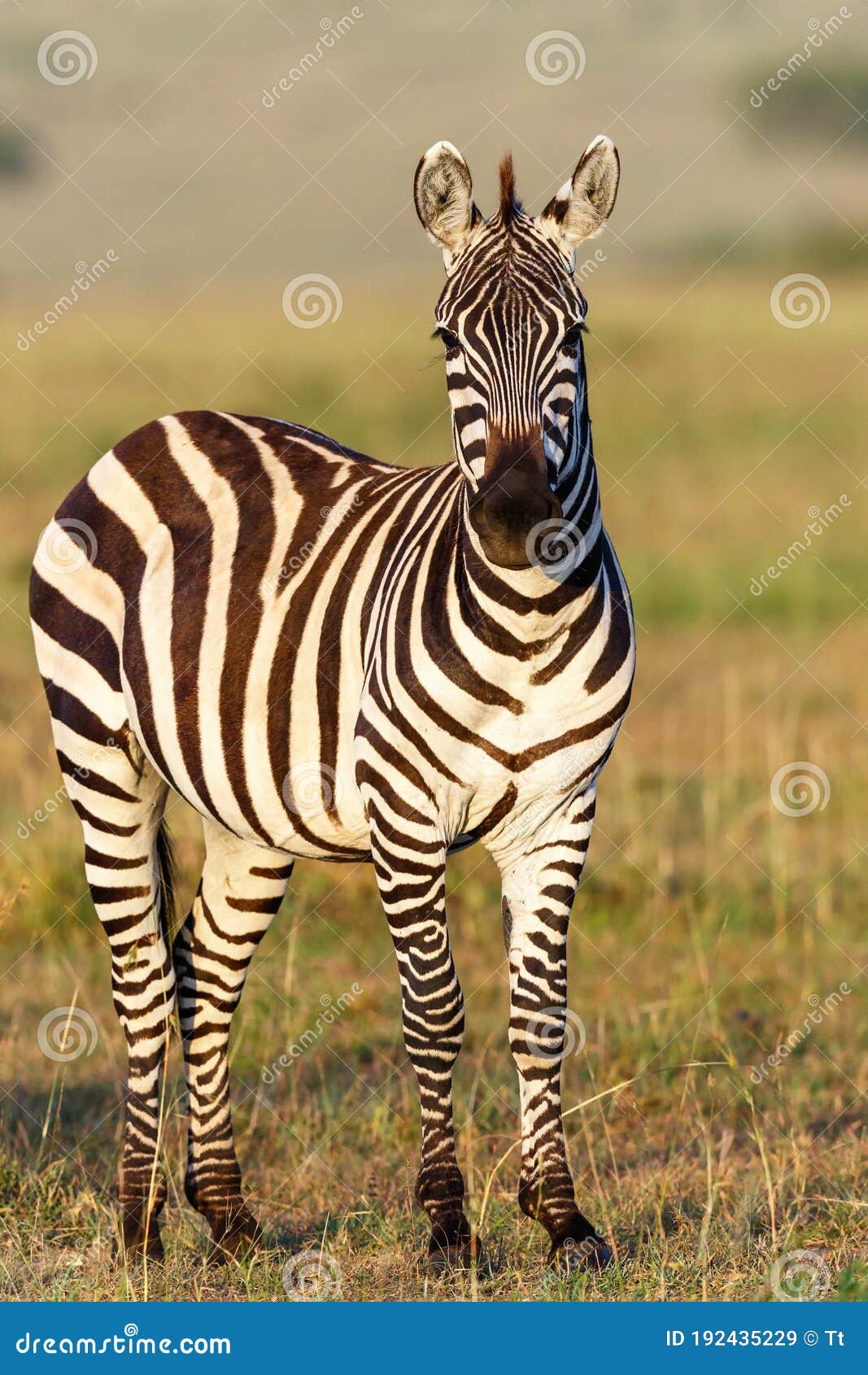 Zebra Looking at the Camera Stock Image - Image of camera, meadow ...