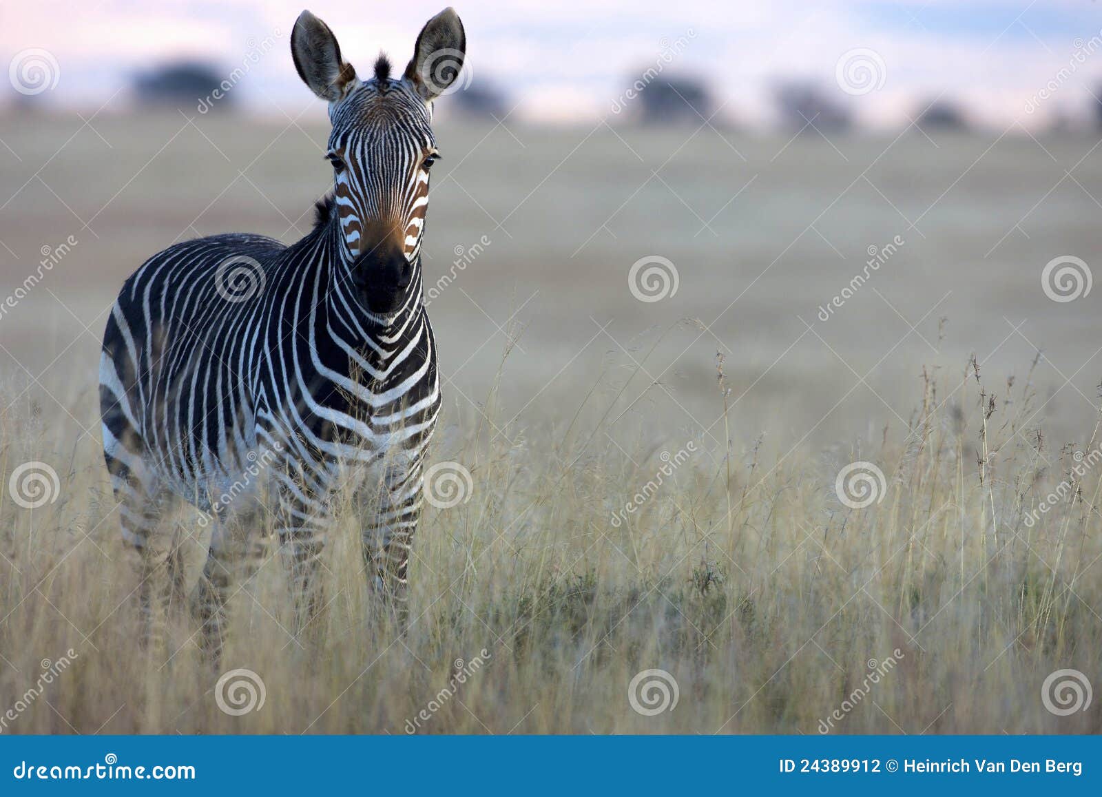 Zebra looking at camera stock photo. Image of alertness - 24389912