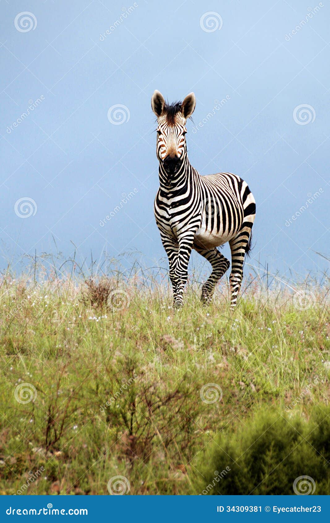 Zebra stock image. Image of mammal, africa, mammals, climate - 34309381
