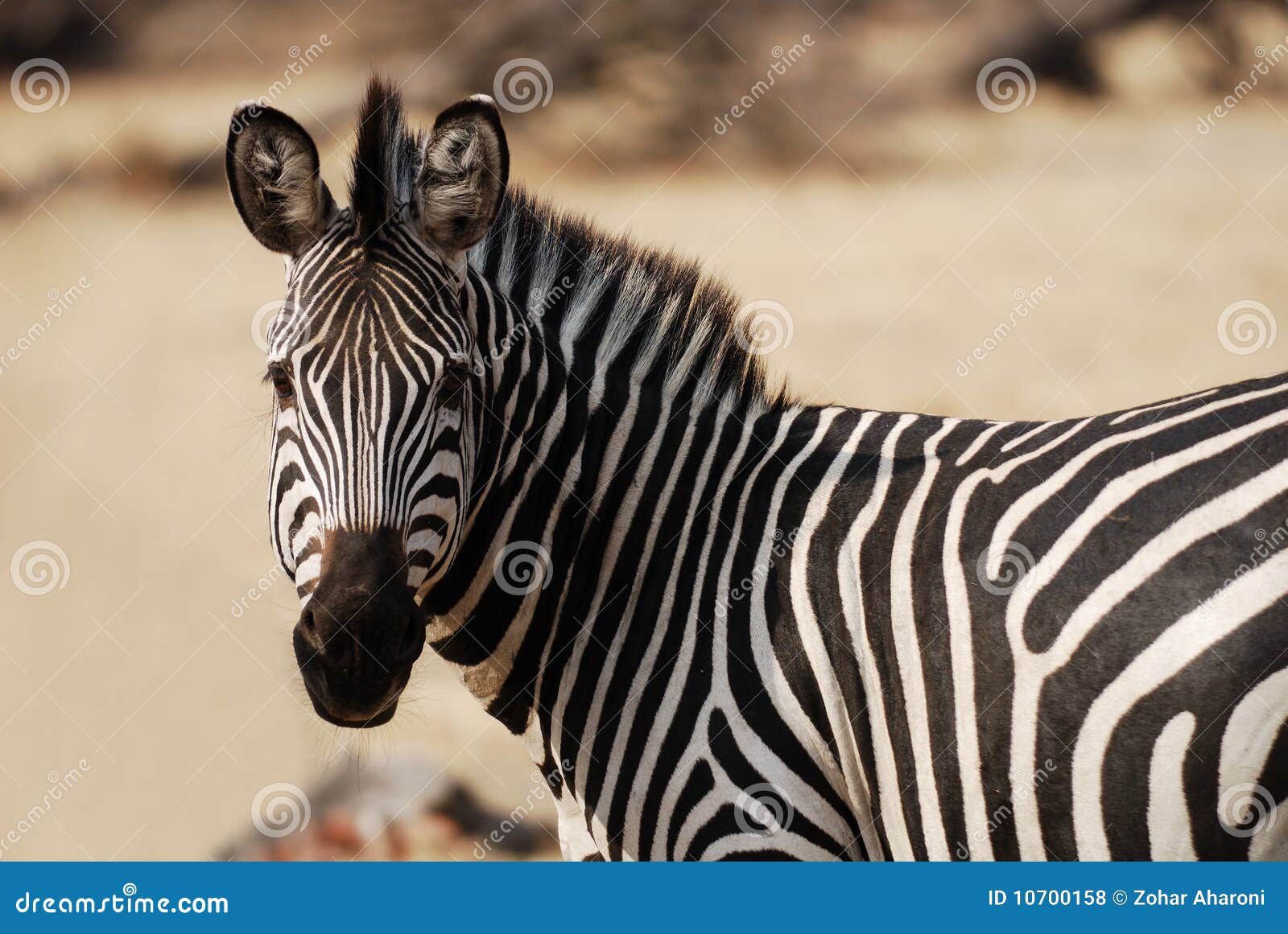 Zebra Looking left stock photo. Image of profile, park - 10700158