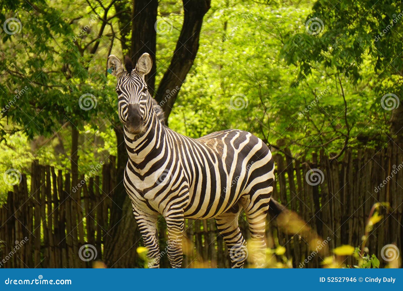 Zebra Looking Me Stock Photos - Free & Royalty-Free Stock Photos from ...