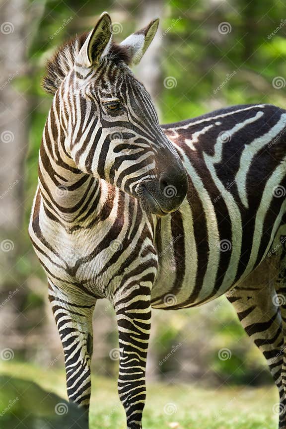 A Zebra Looking Off into the Distance Stock Photo - Image of white ...