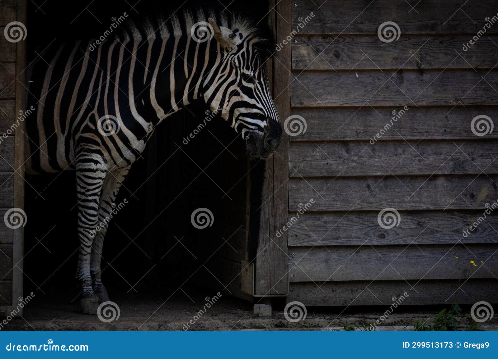 Zebra in the ZOO stock image. Image of stripes, cage - 299513173