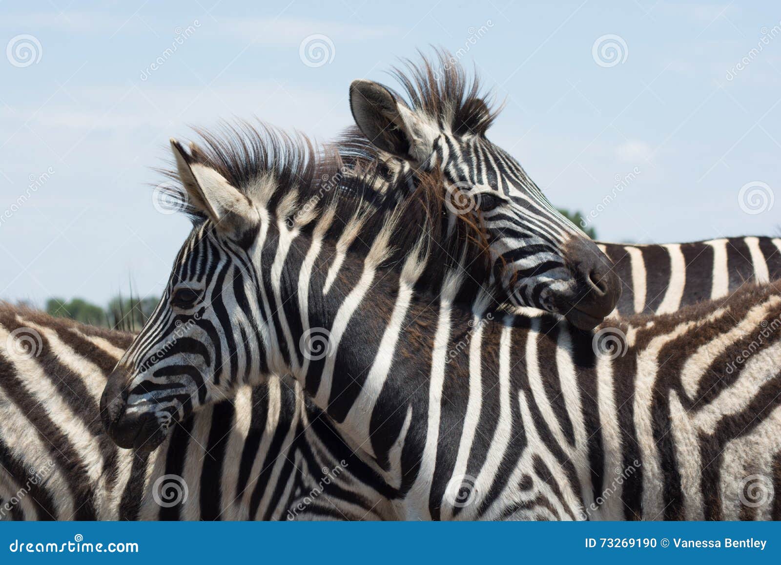Zebra Looking Over the the Back of Another Stock Photo - Image of ...